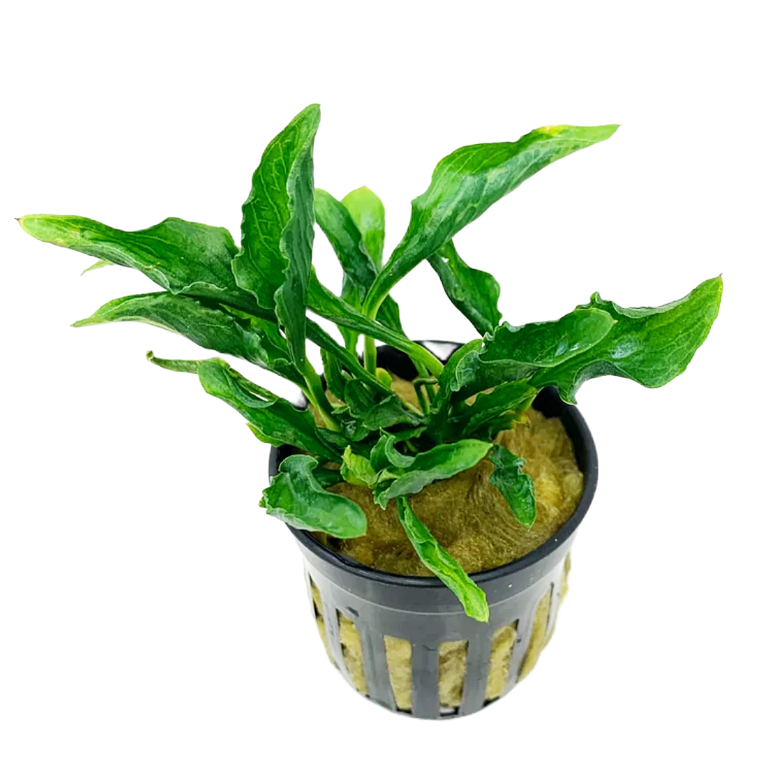 Anubias Heterophylla Supernova - Striking Plant – Tropicflow