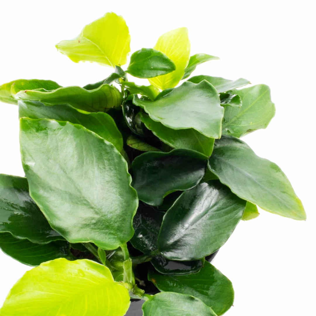 Anubias Nana Long Wavy – Tropicflow