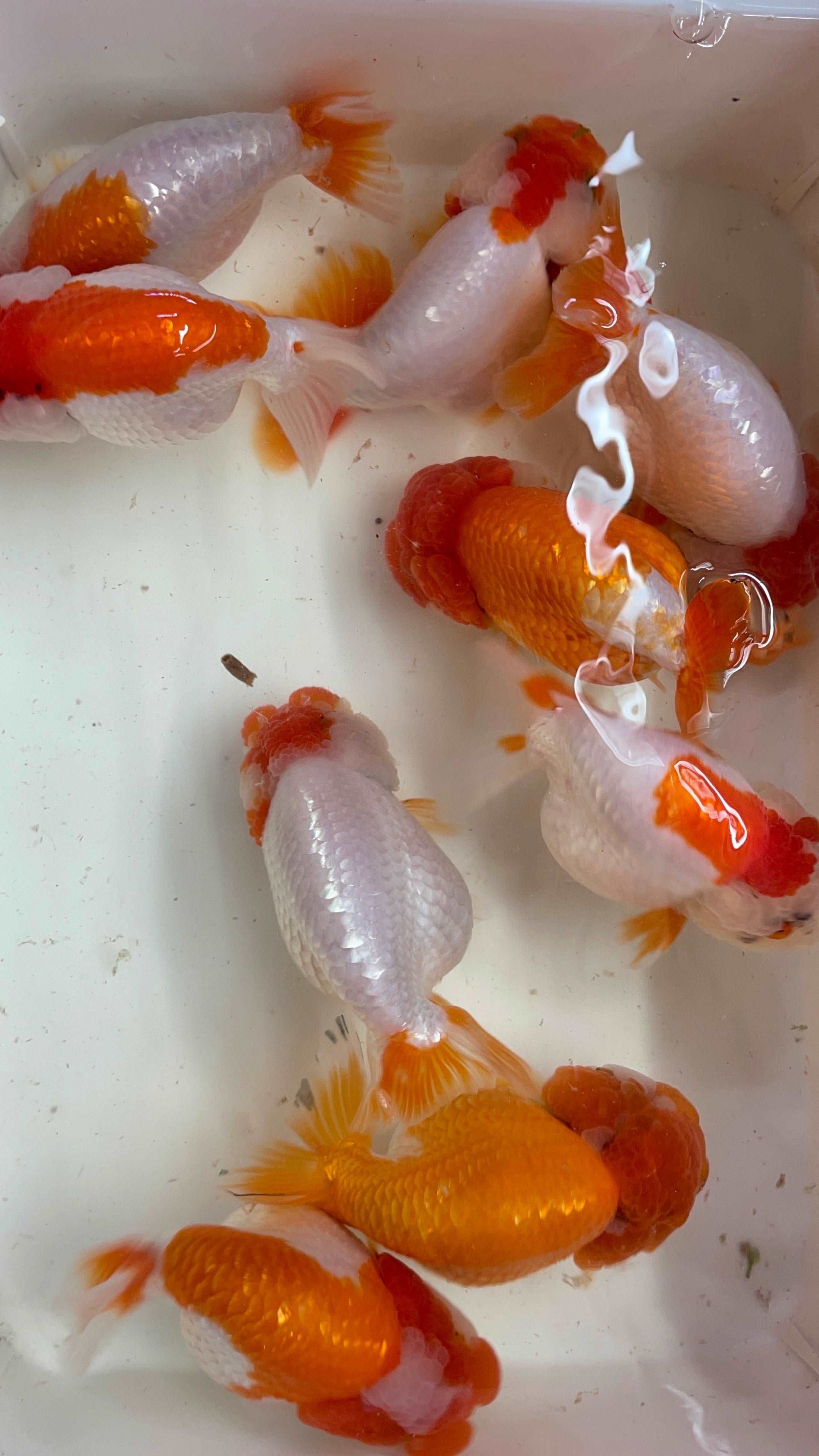 Red And White Double Chin Ranchu Goldfish | Tropicflow