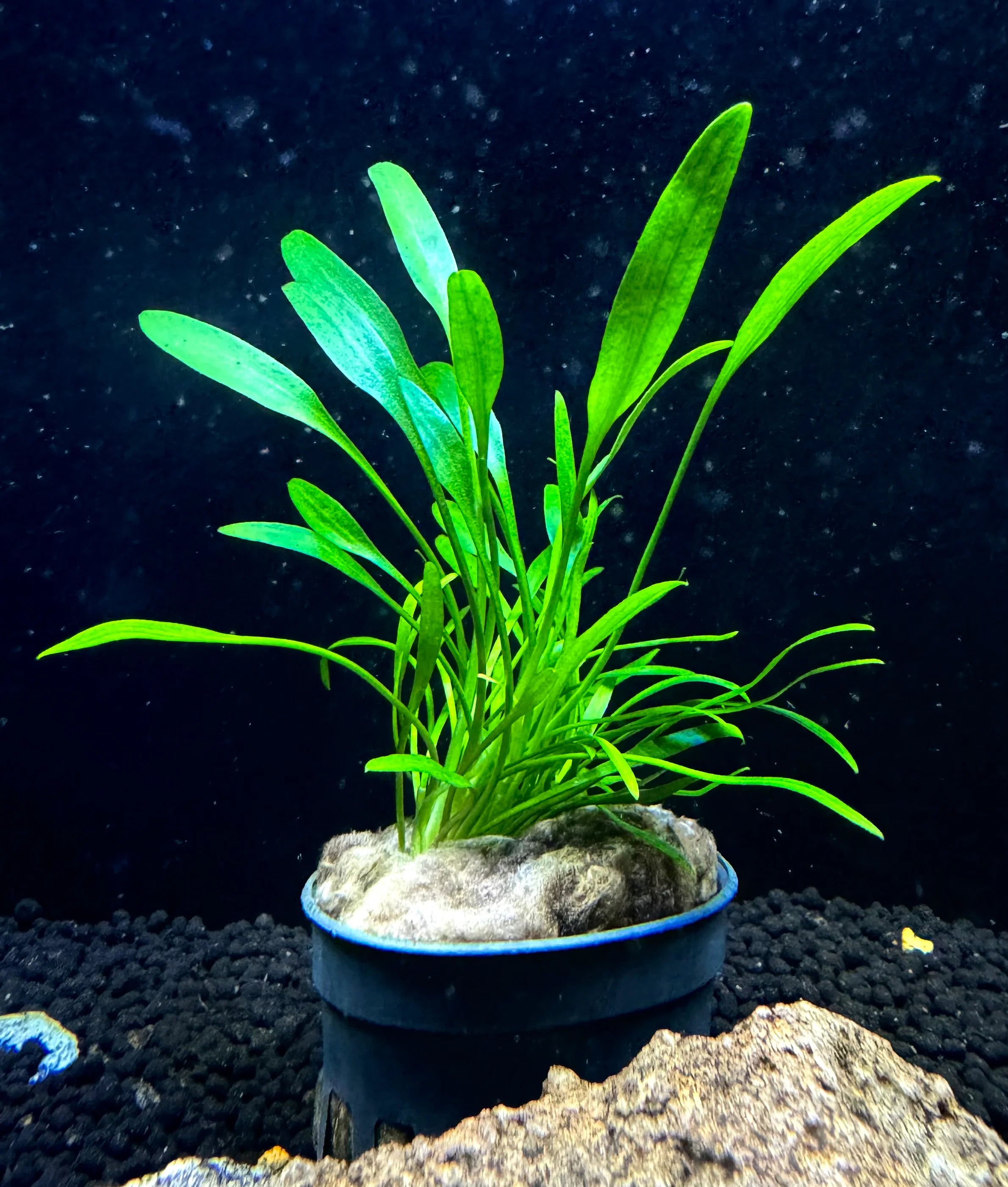 Cryptocoryne Lucens – Compact & Hardy Plant – Tropicflow