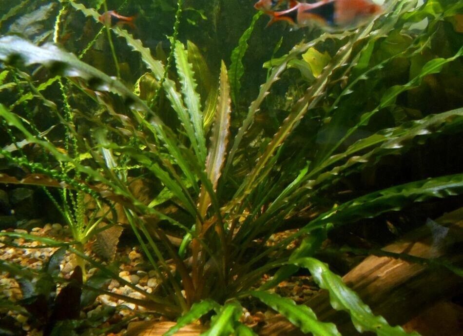 Cryptocoryne Retrospiralis – Unique & Flowing Freshwater Plant – Tropicflow