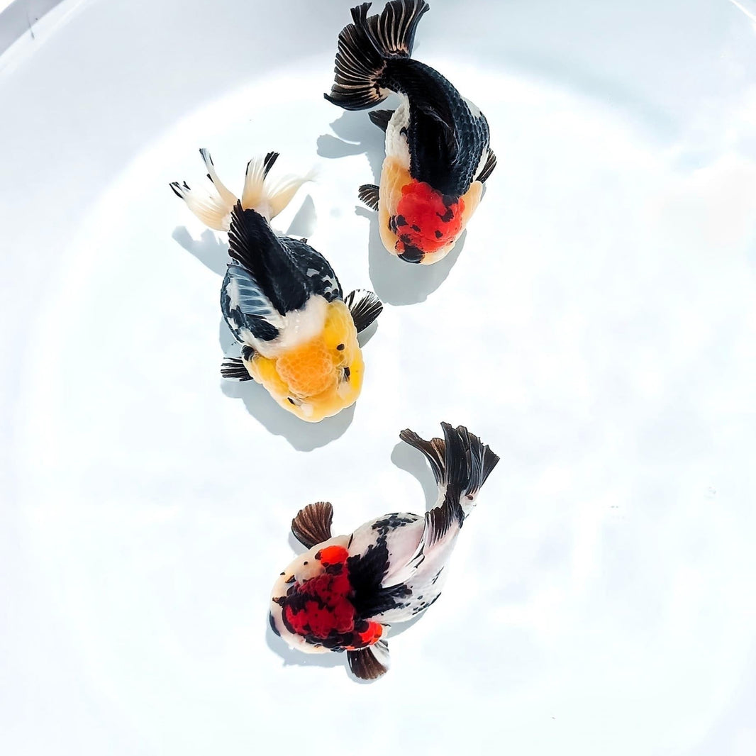 Oranda Goldfish for Sale | Tropic Flow – Tropicflow