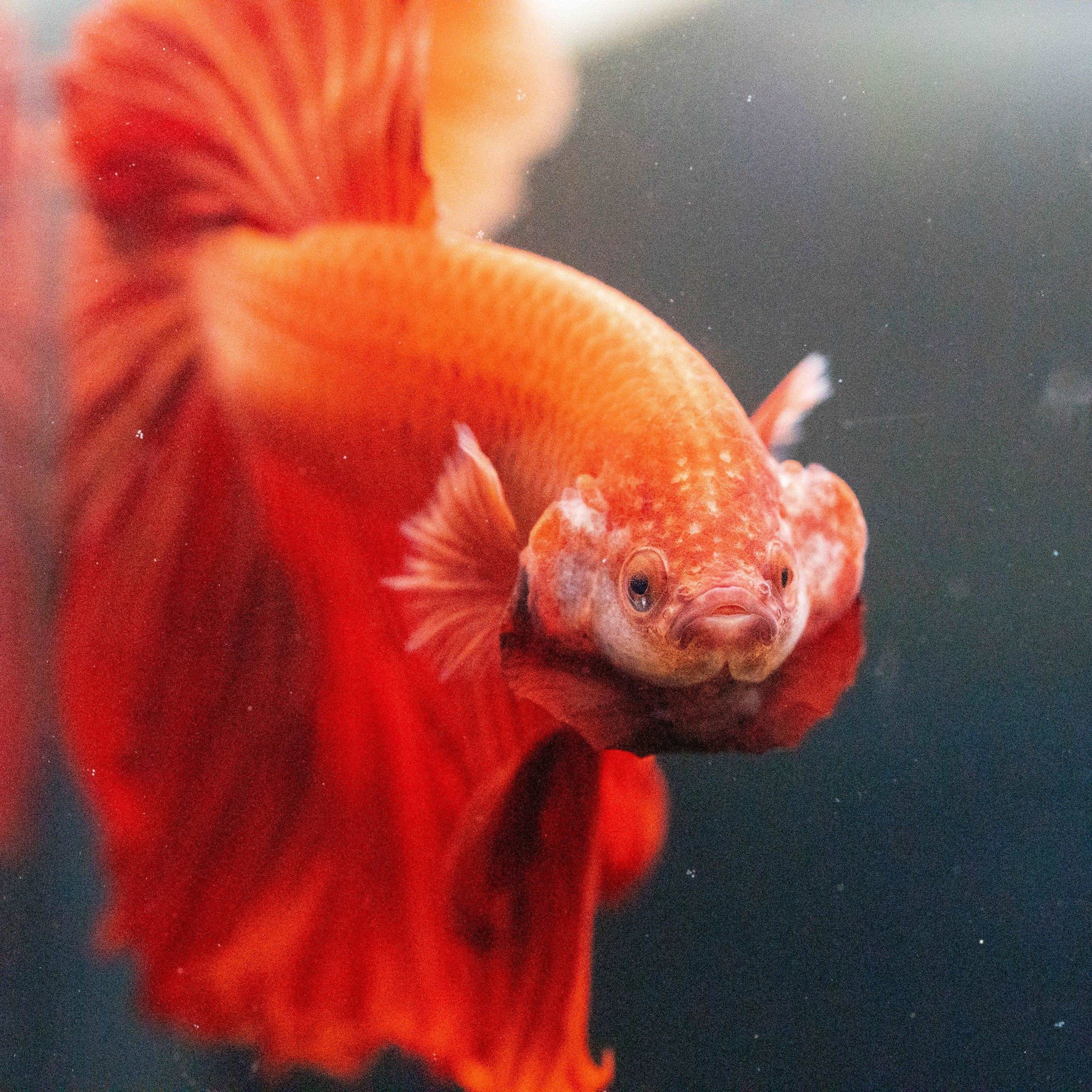 Tropicflow | Super Red Halfmoon Male Betta Fish