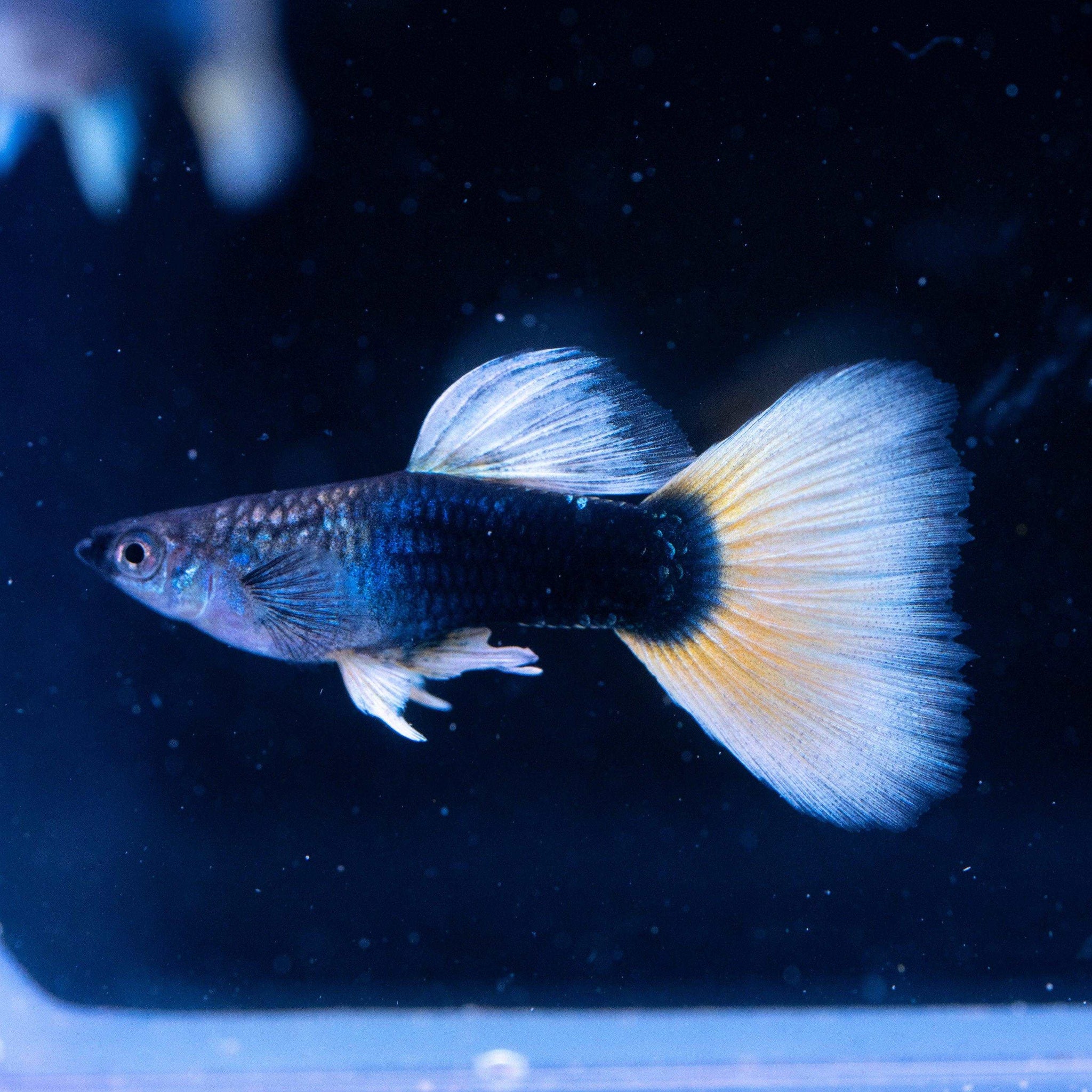 Tropicflow | Half Black Yellow Guppy Fish