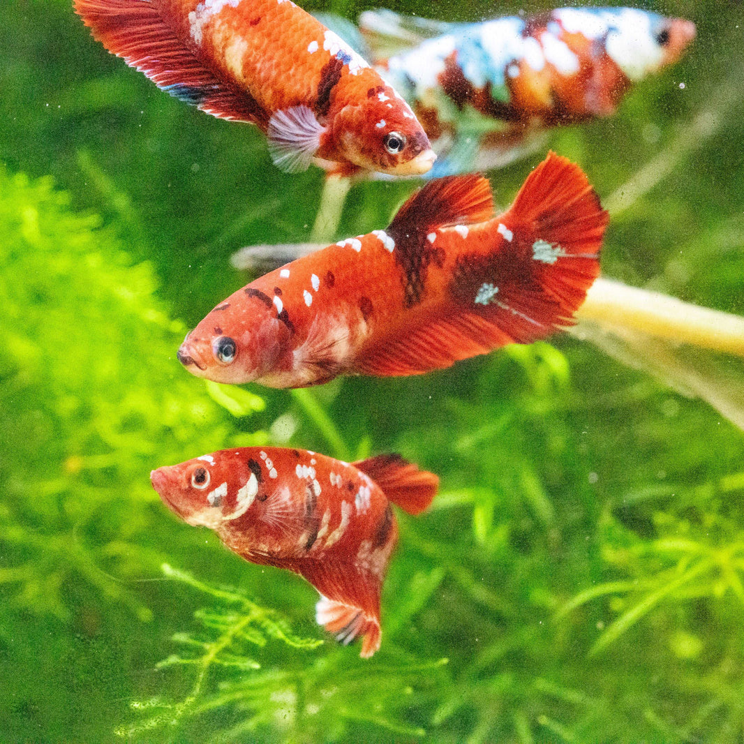 Shop Female Bettas Fish: Peaceful & Colorful Sorority – Tropicflow