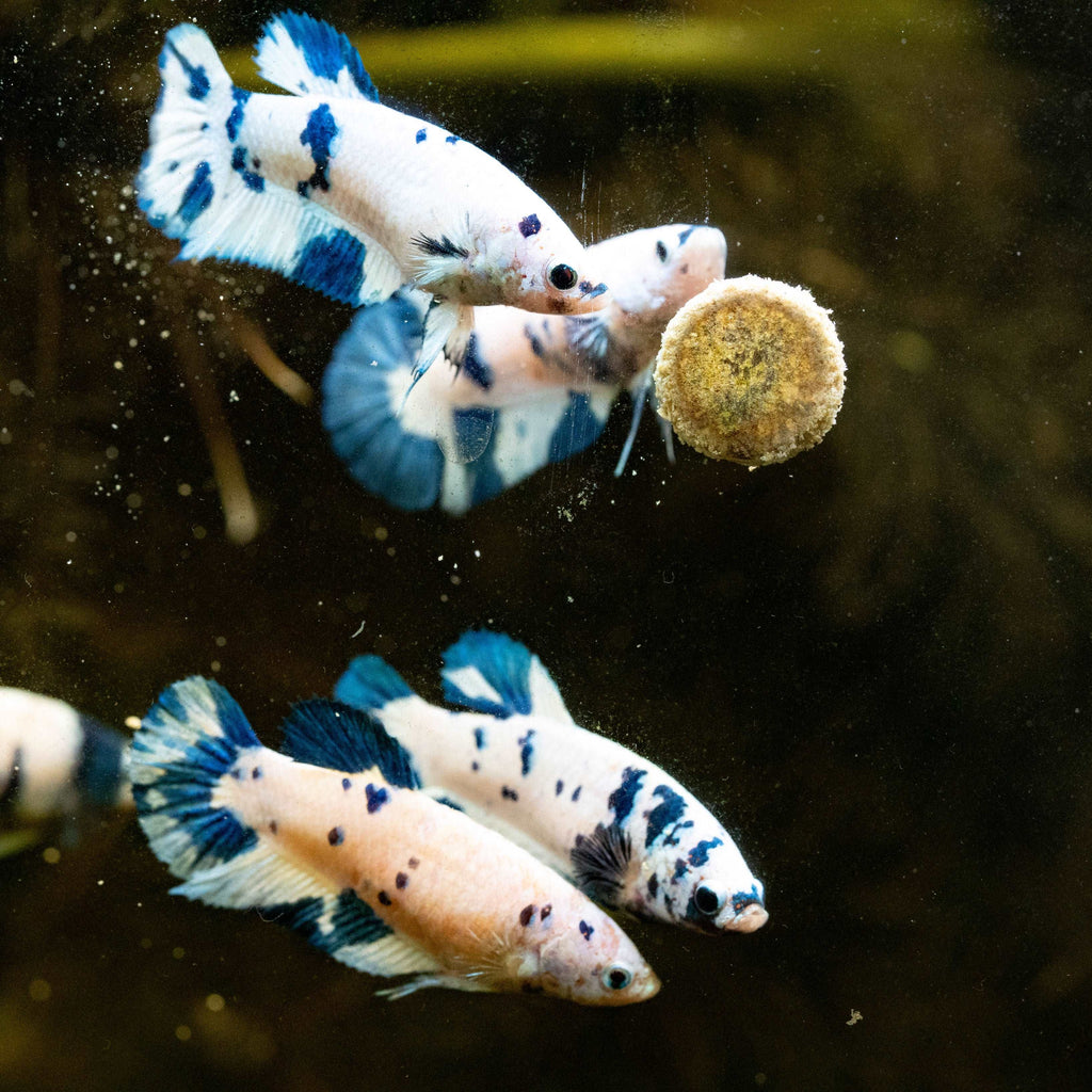 Female Betta Marble Dot | Female Betta Marble Dot Fish | Tropicflow