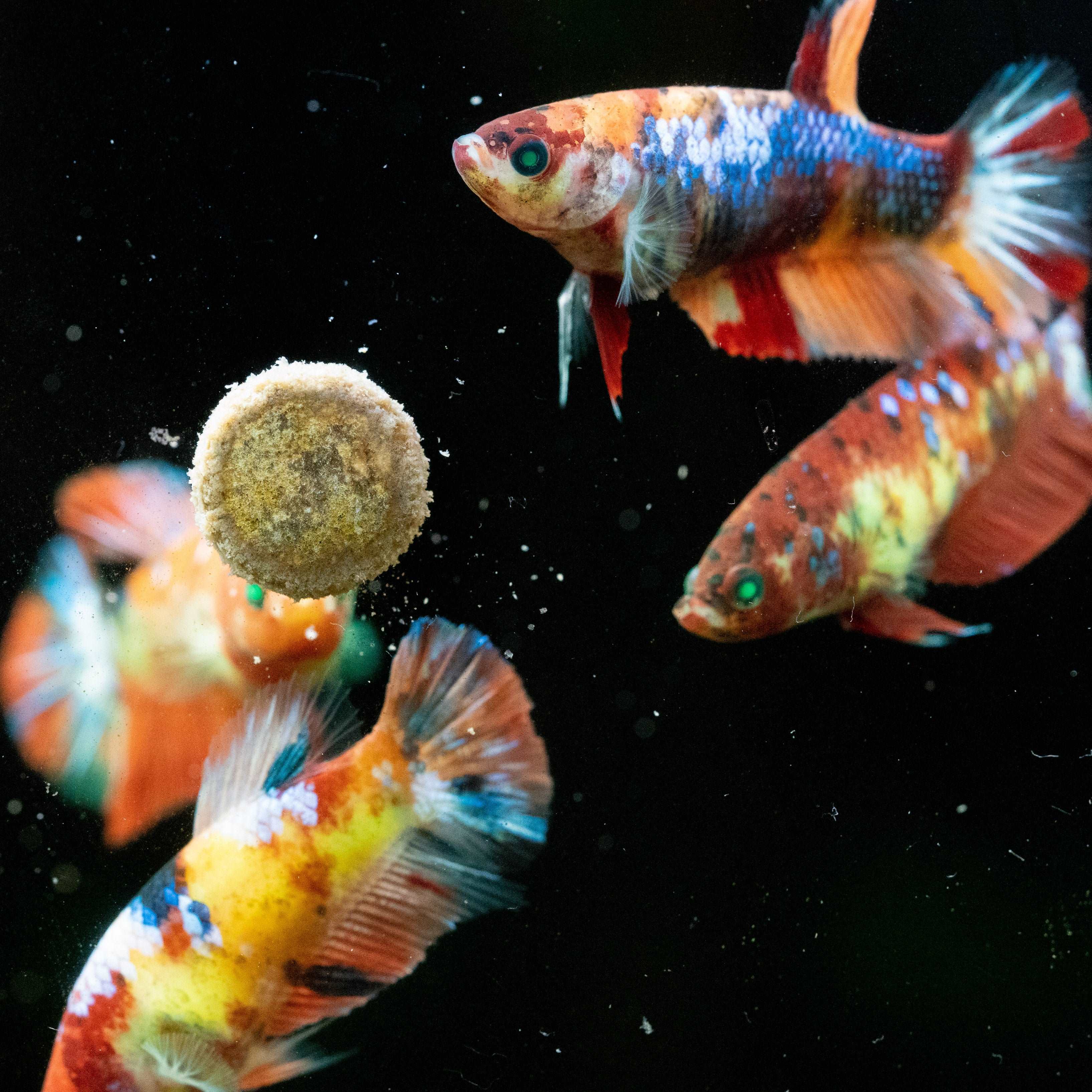 Nemo Neon Plakat | Female Betta Koi | Tropicflow