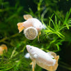 Yellow Dragon Plakat Female Betta Fish Sorority | Tropicflow