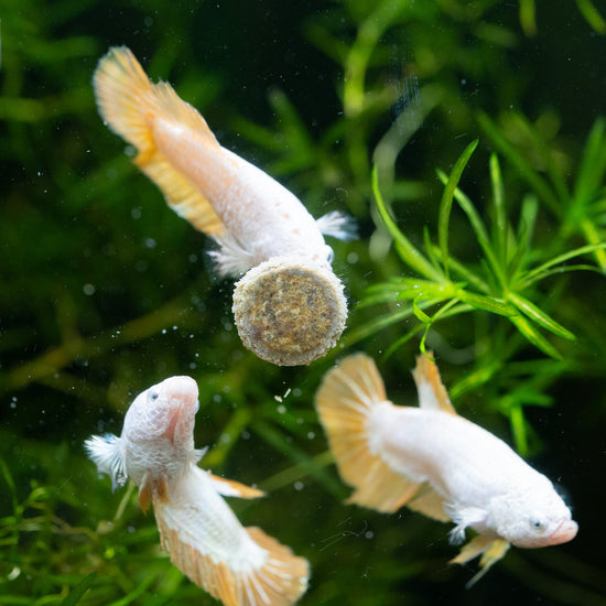 Yellow Dragon Plakat Female Betta Fish Sorority | Tropicflow