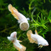 Yellow Dragon Plakat Female Betta Fish Sorority | Tropicflow