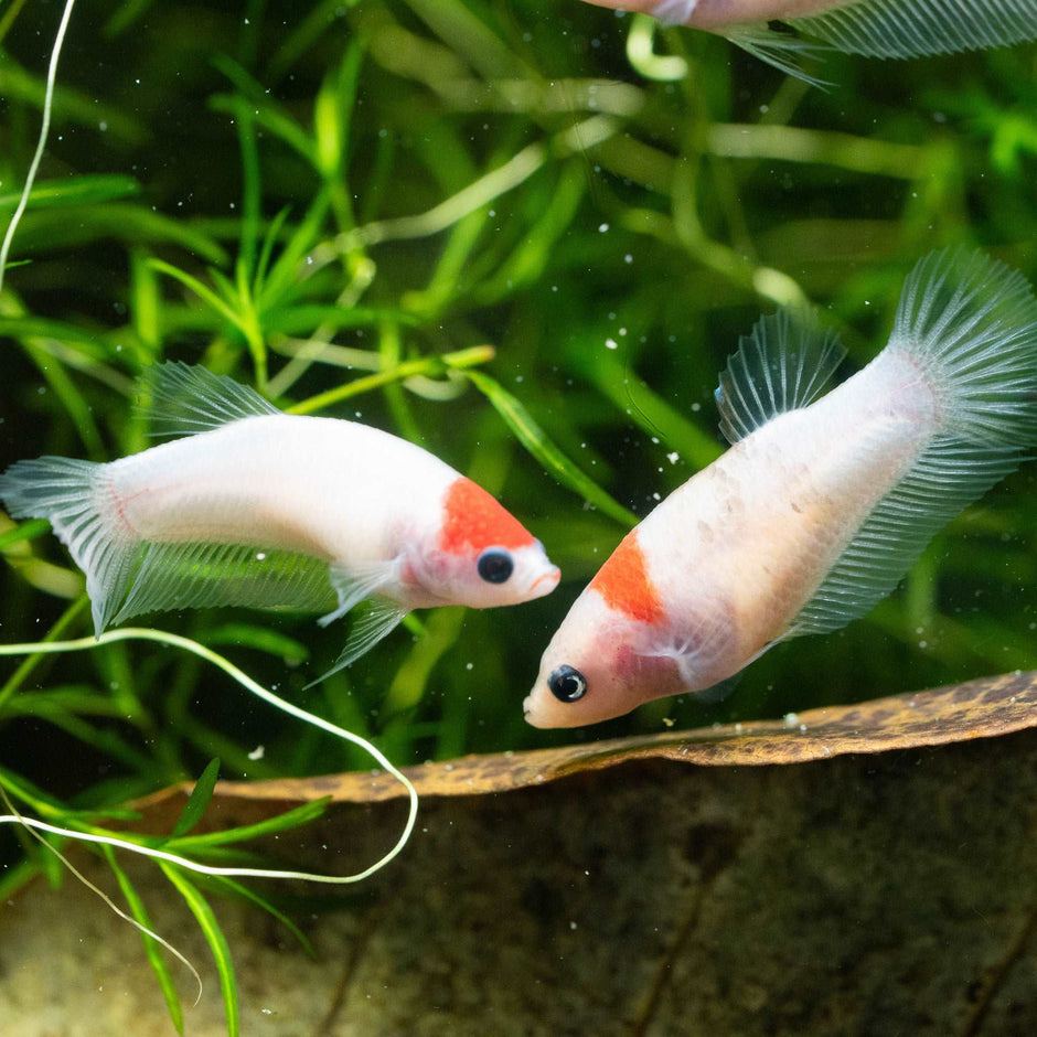 Shop Female Bettas Fish: Peaceful & Colorful Sorority – Tropicflow