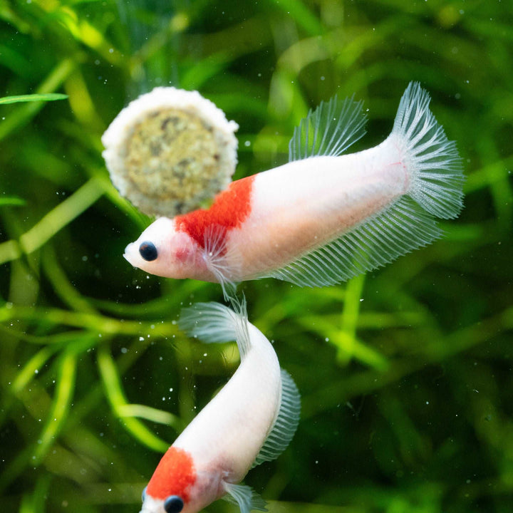 Tropicflow Female Betta Fish: Serene Beauty for Your Aquarium