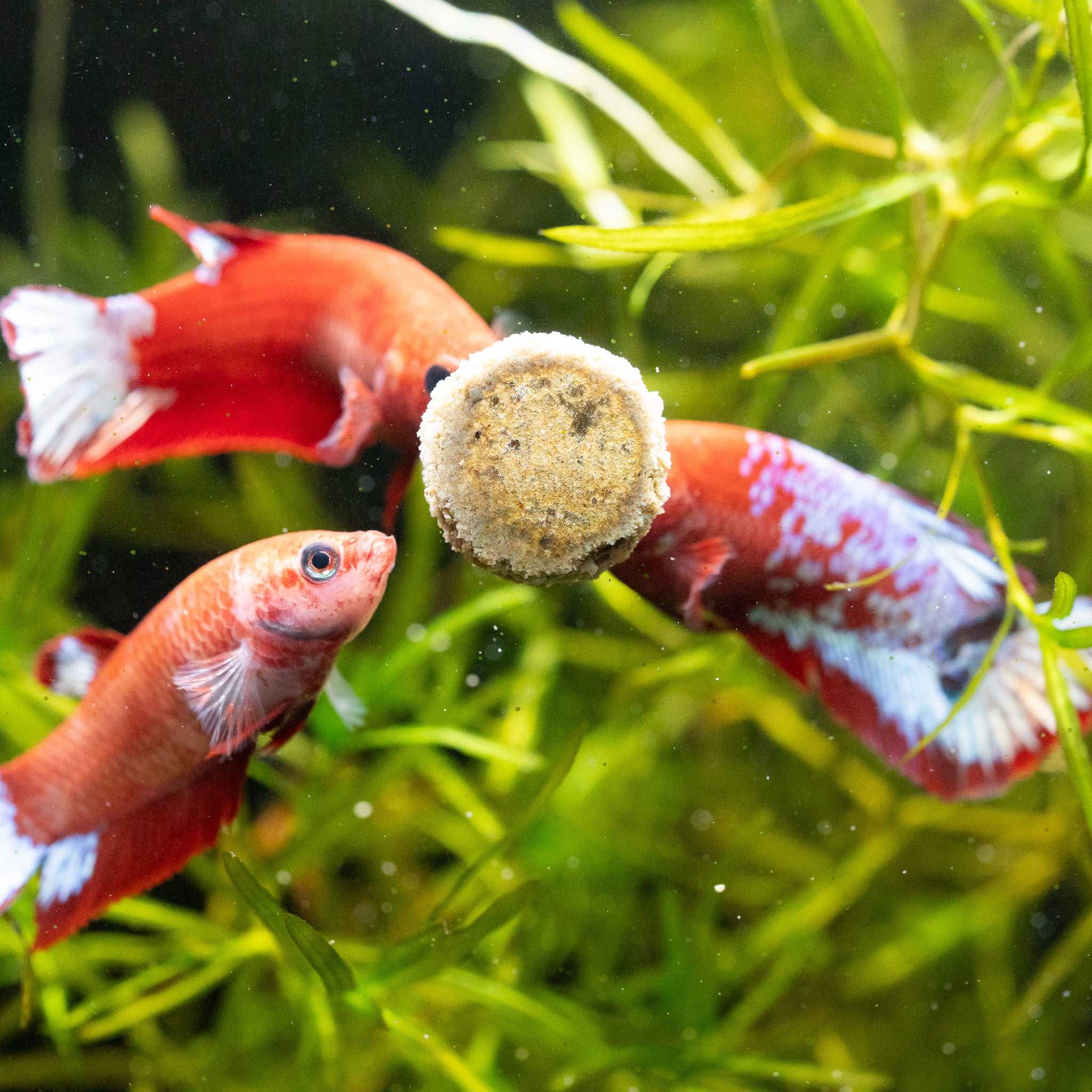 Fancy Red Star Female Betta Sorority | Tropicflow