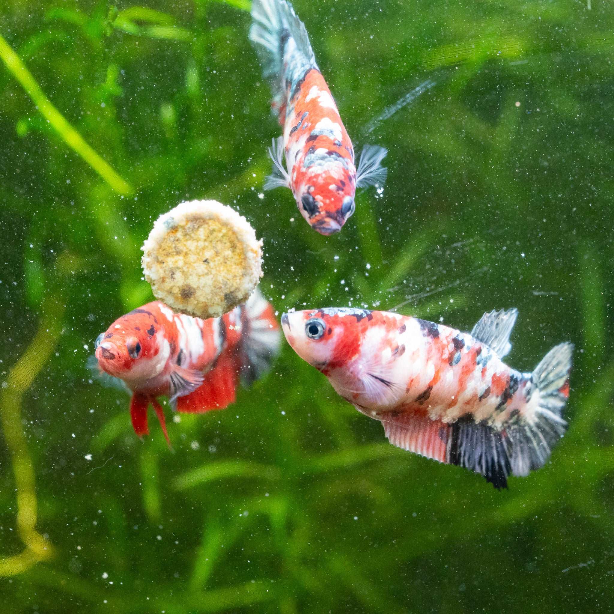 Female Betta Koi Red Copper Sorority | Tropicflow