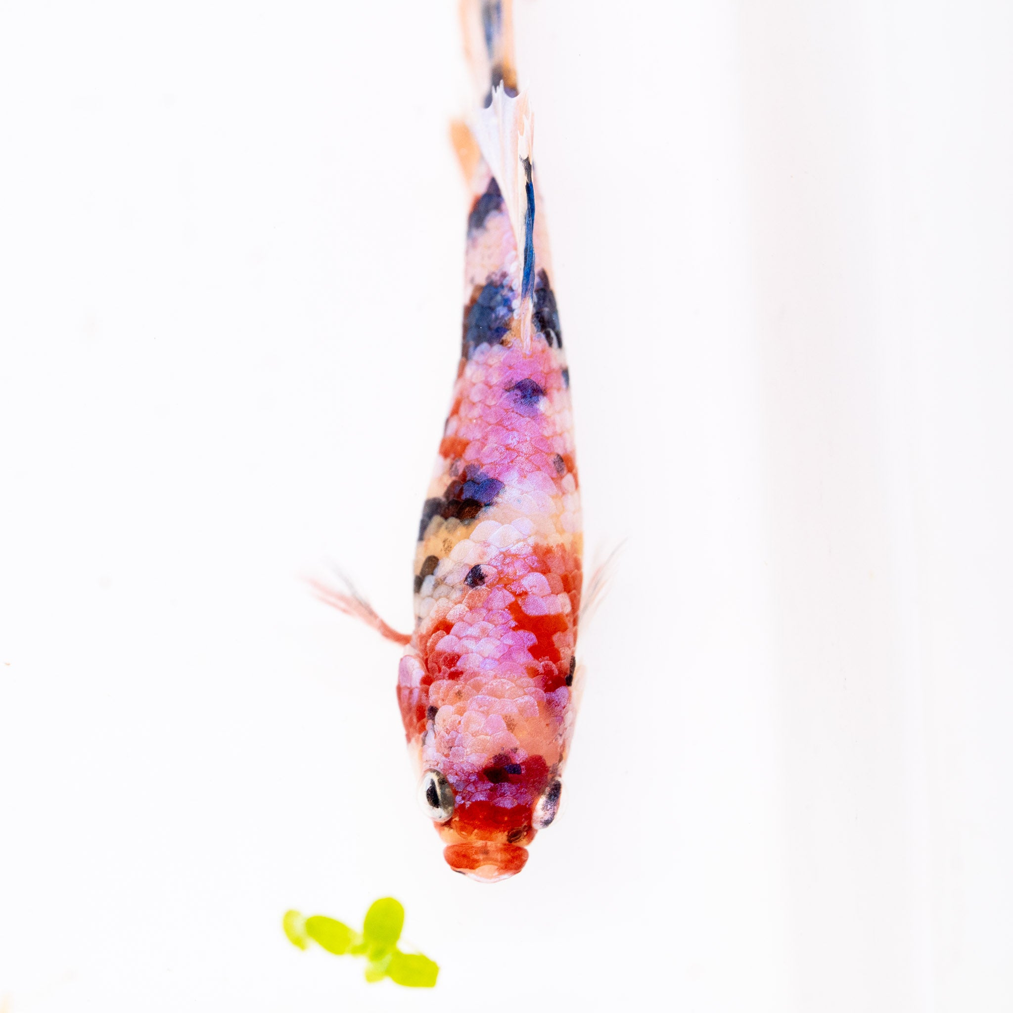 Pink Koi Nemo Female Betta Fish Sorority | Tropicflow