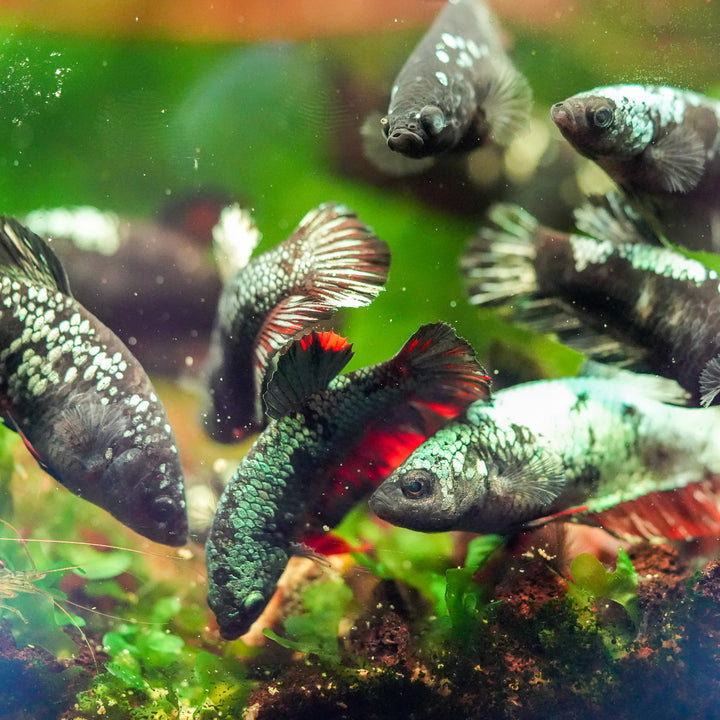 Shop Female Bettas Fish: Peaceful & Colorful Sorority – Tropicflow