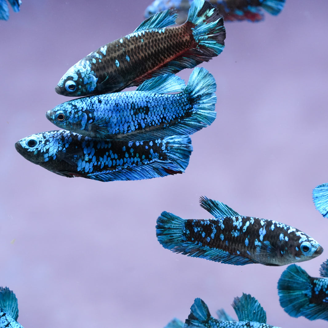 Shop Female Bettas Fish: Peaceful & Colorful Sorority – Tropicflow