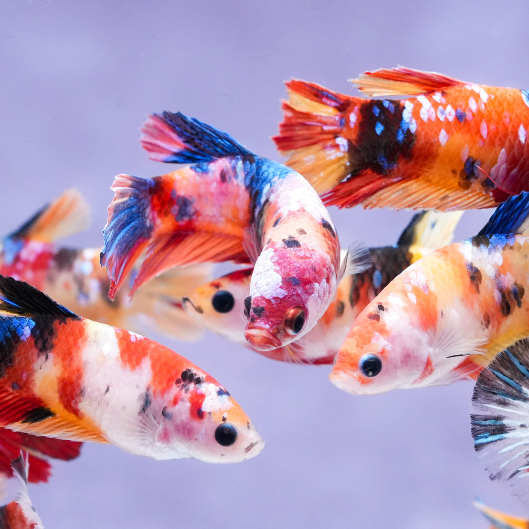 Shop Female Bettas Fish: Peaceful & Colorful Sorority – Tropicflow