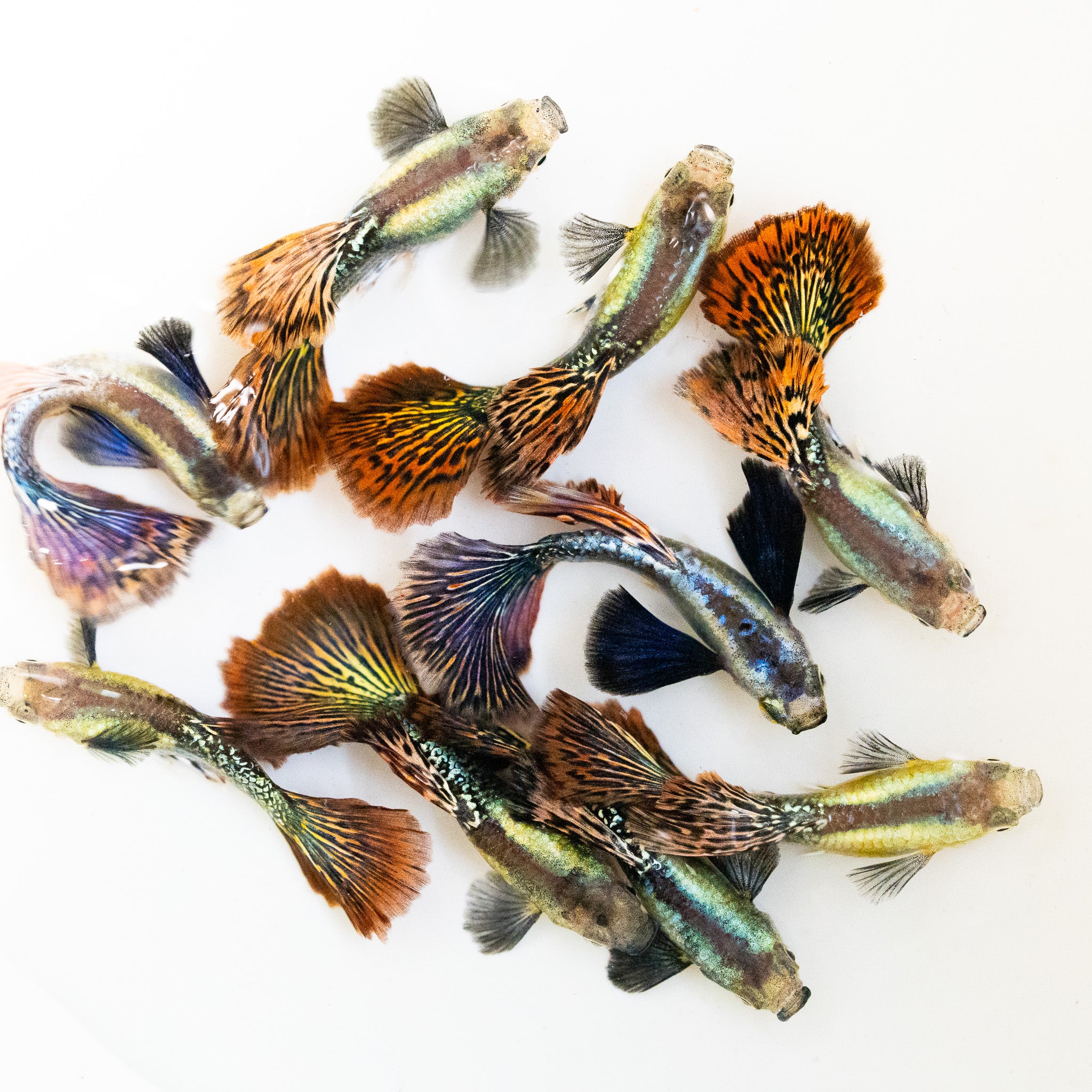 Red Dragon Guppy Fish – Tropicflow