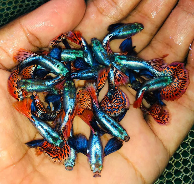 Dumbo Ear Red Mosaic Guppy Fish – Tropicflow