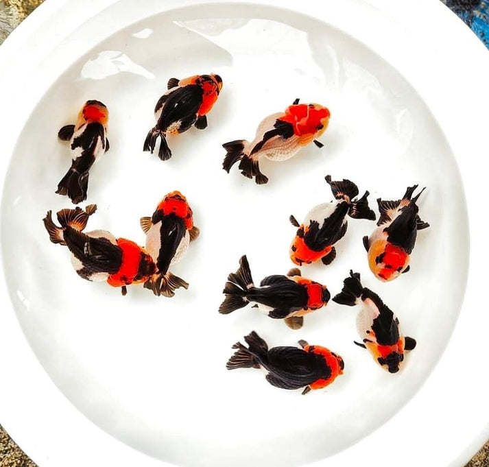 Tropicflow | Tri Color Oranda Goldfish Small Size
