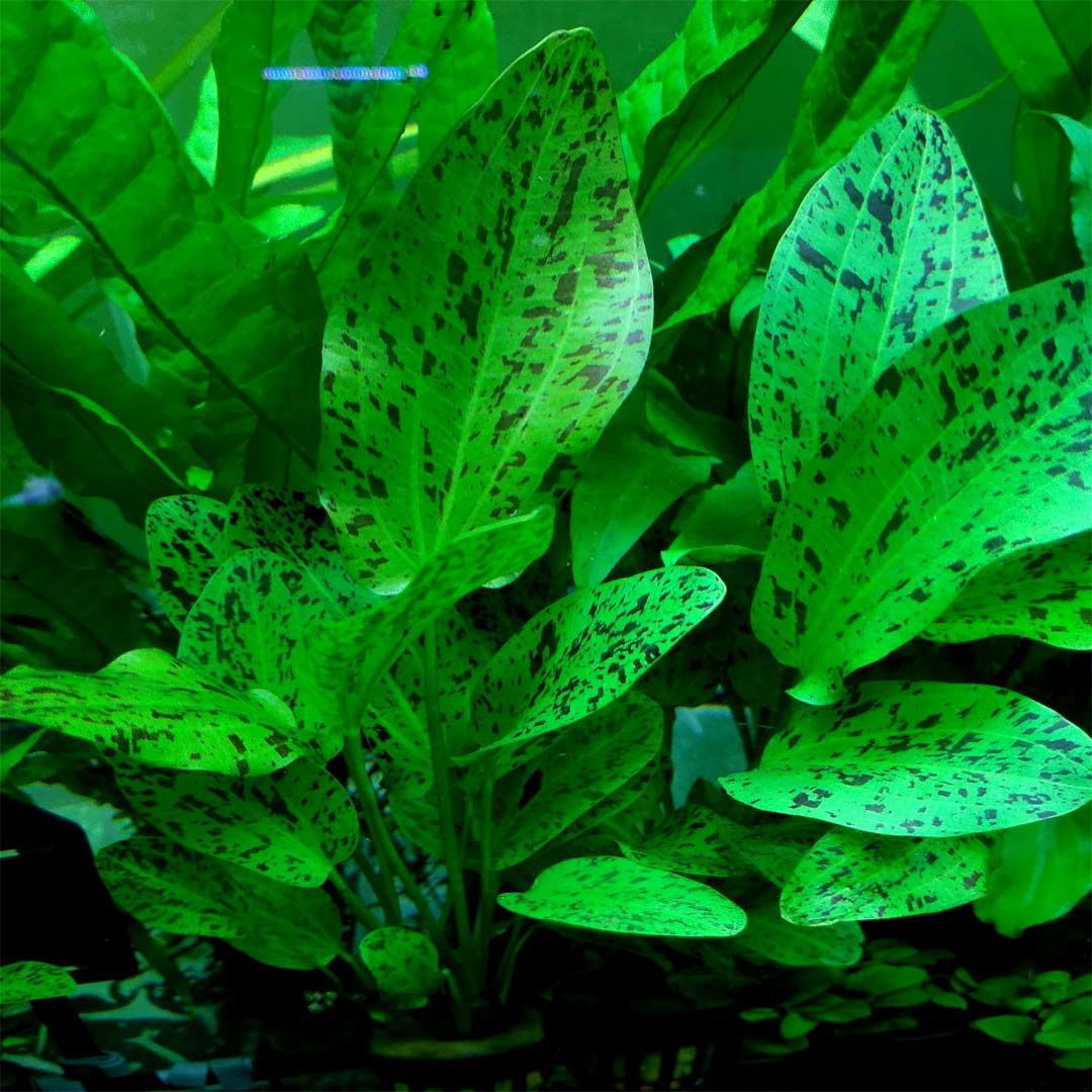 Echinodorus Ozelot Green – Unique Spotted Freshwater Plant – Tropicflow