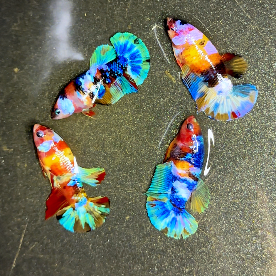 Shop Female Bettas Fish: Peaceful & Colorful Sorority – Tropicflow