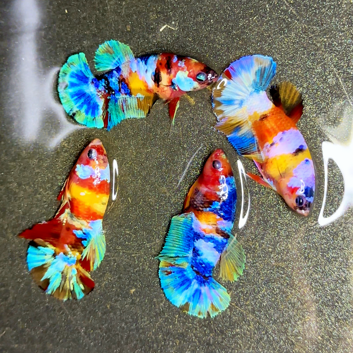 Multicolor Koi Yellow Base Female Betta Sorority (Rare) – Tropicflow