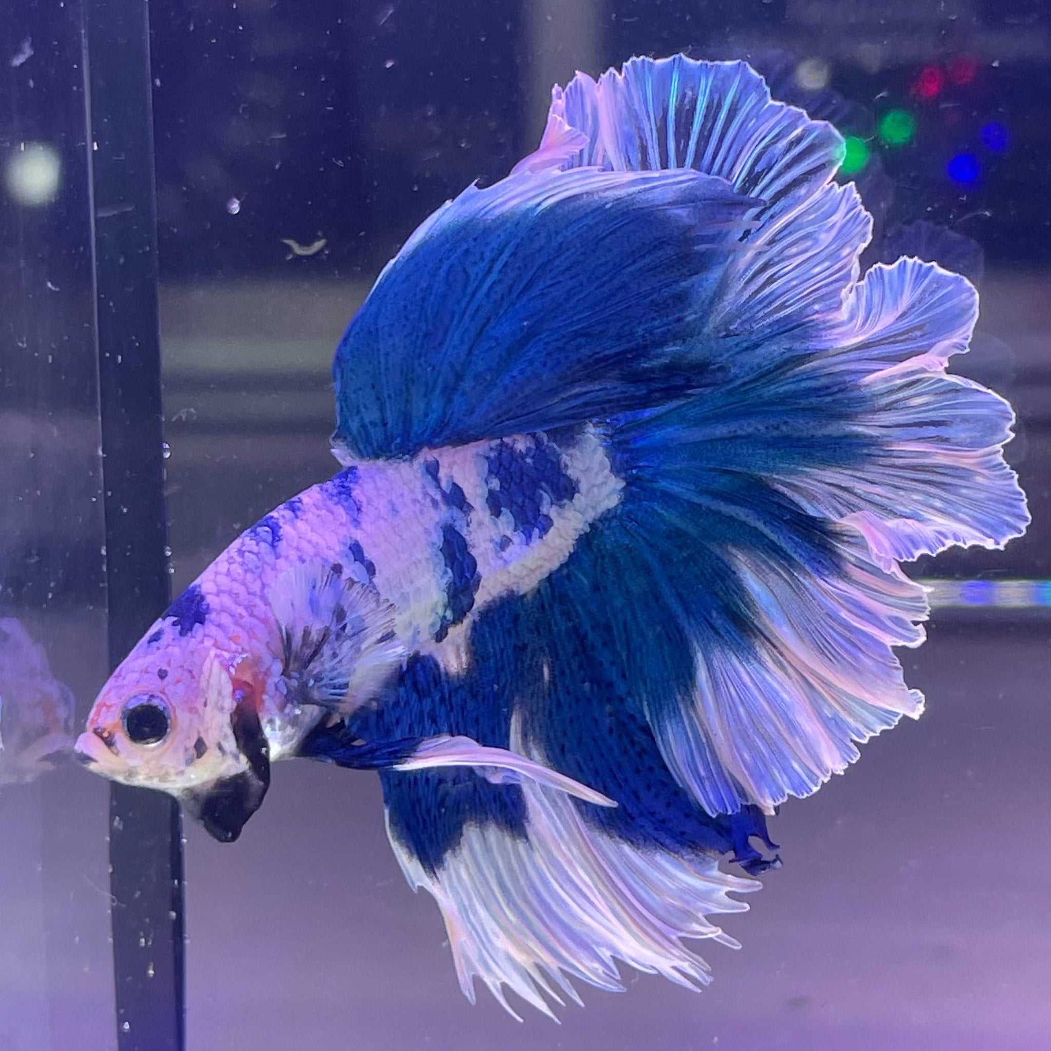 Blue Marble Dot Halfmoon Betta Fish | Male Betta Fish | Tropicflow