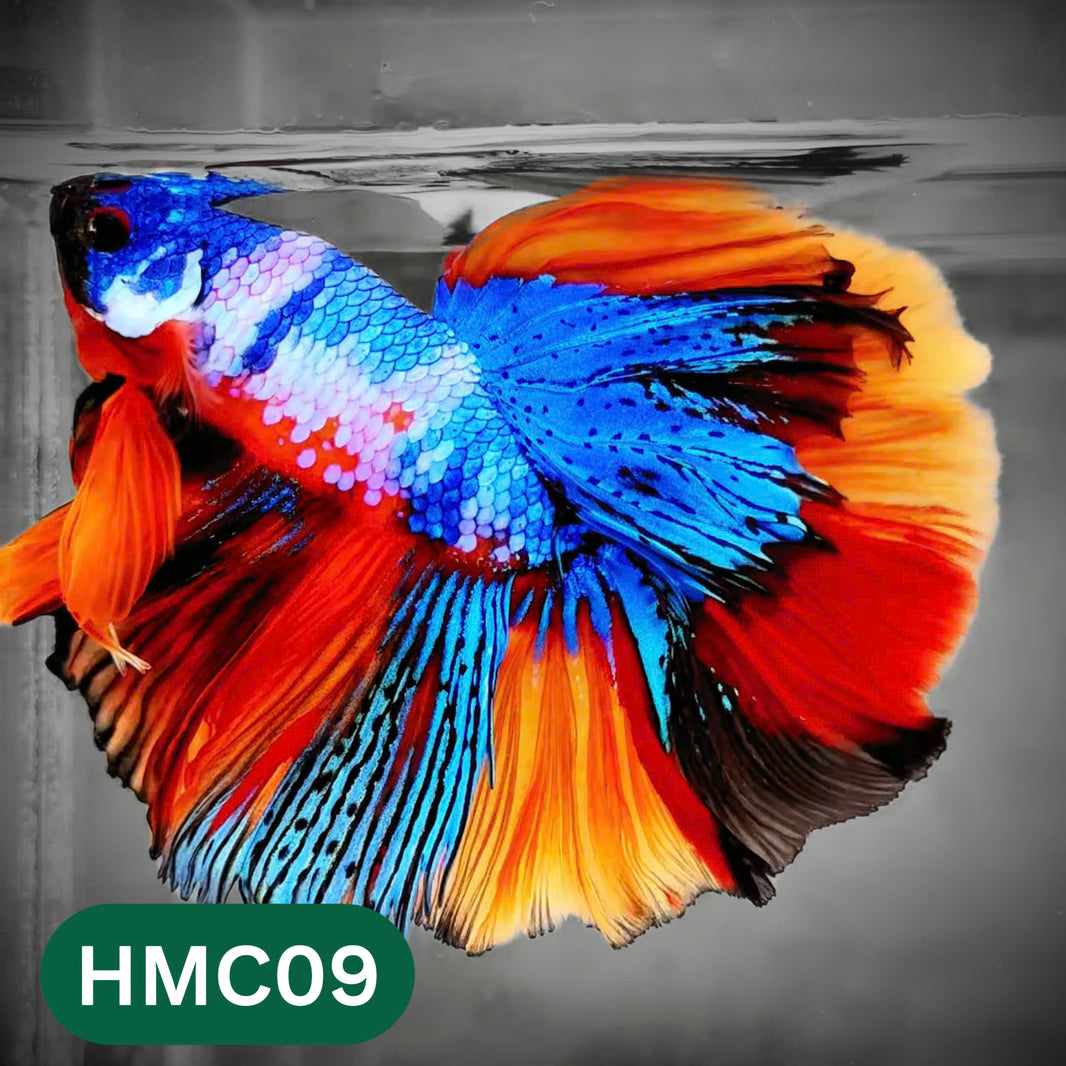 Multicolor Halfmoon Male Betta Fish | High Grade | Order Directly From Farm | You Pick Fish ...