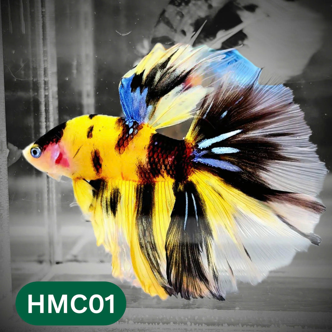 Betta Fish for Sale: Top Varieties & Vibrant Colors – Tropicflow