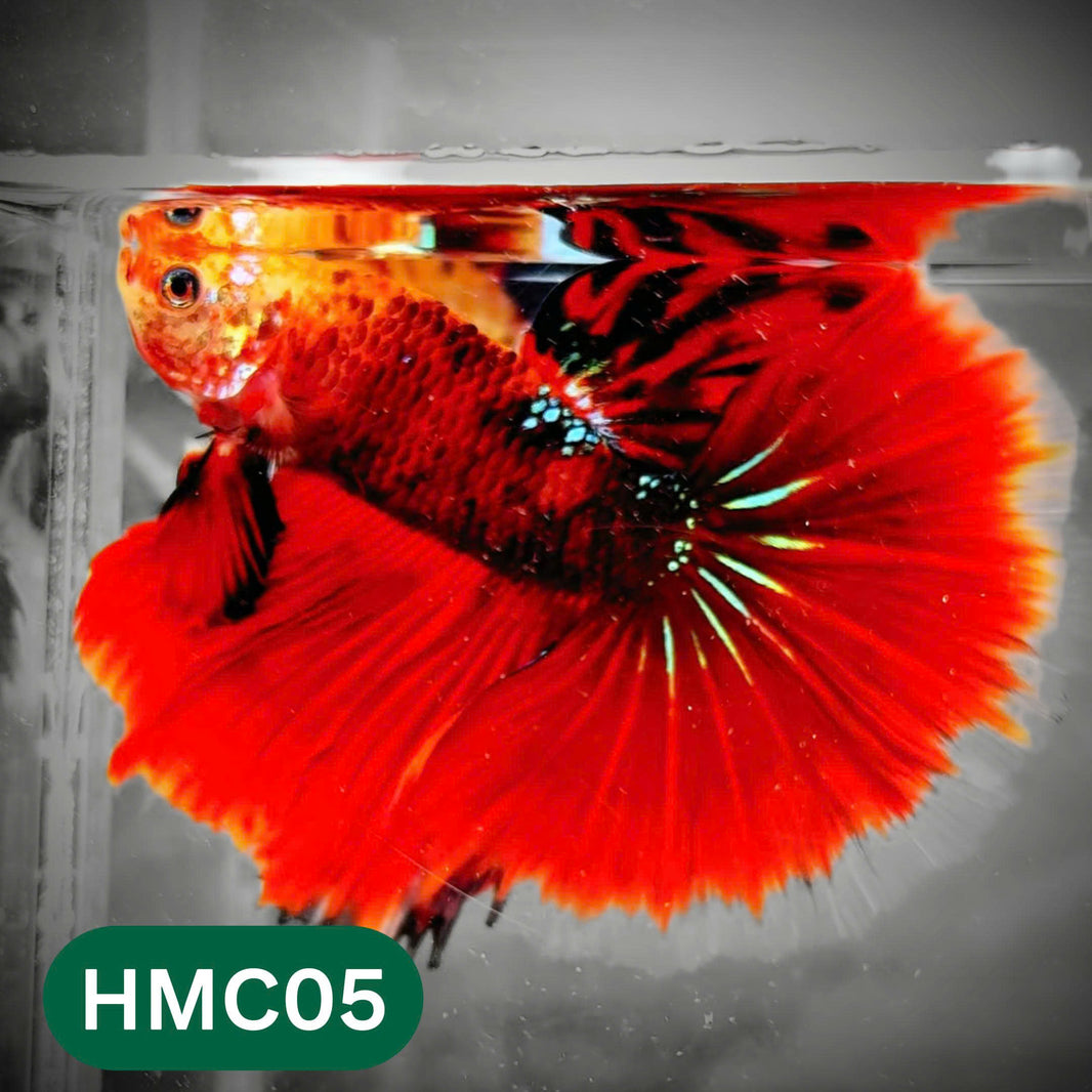 Exquisite Halfmoon Male Betta Fish - TropicFlow Collection – Tropicflow