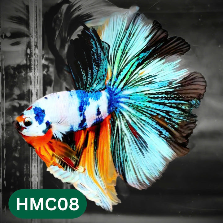 Exquisite Halfmoon Male Betta Fish - TropicFlow Collection – Tropicflow
