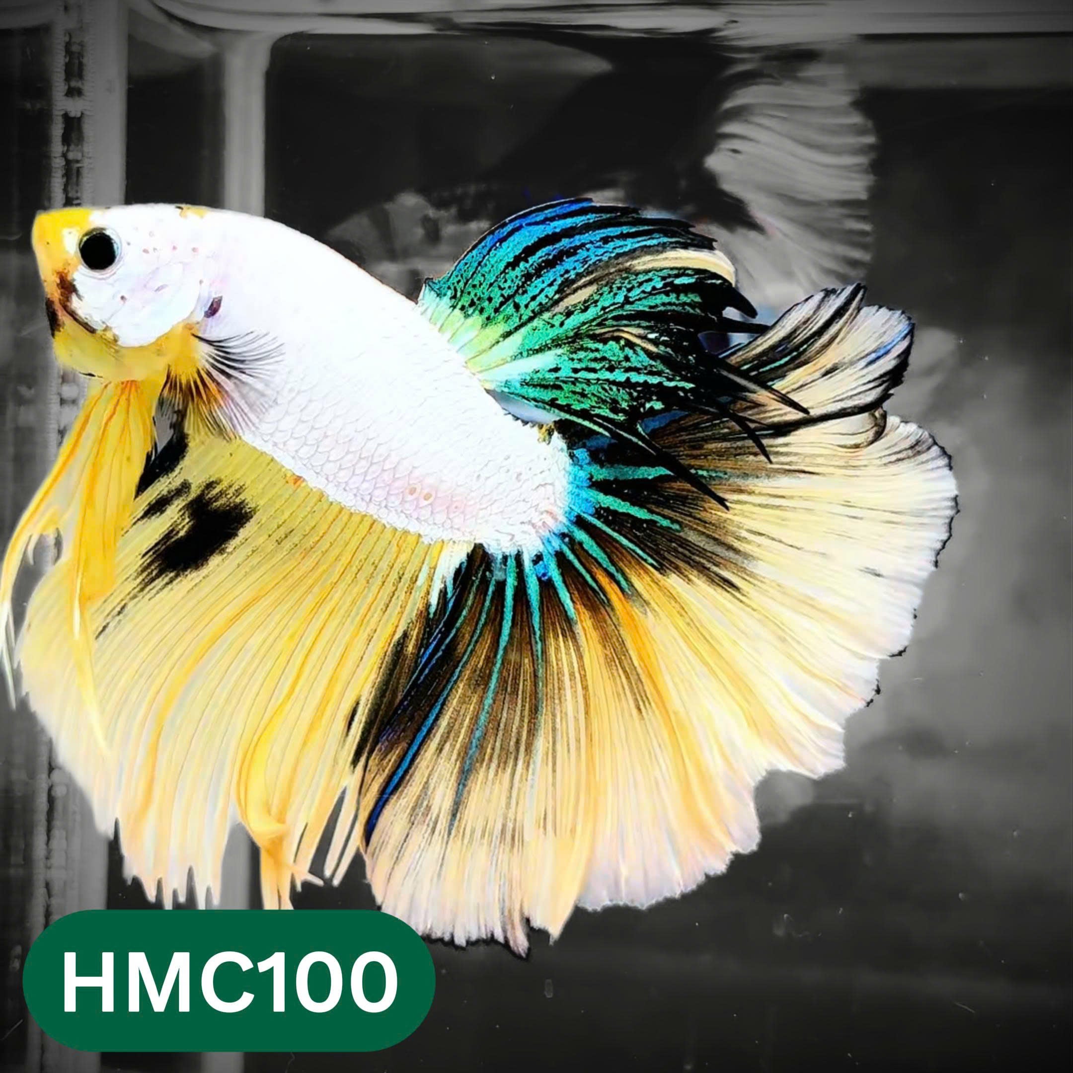 Multicolor Halfmoon Male Betta Fish | High Grade | Order Directly From Farm | You Pick Fish ...
