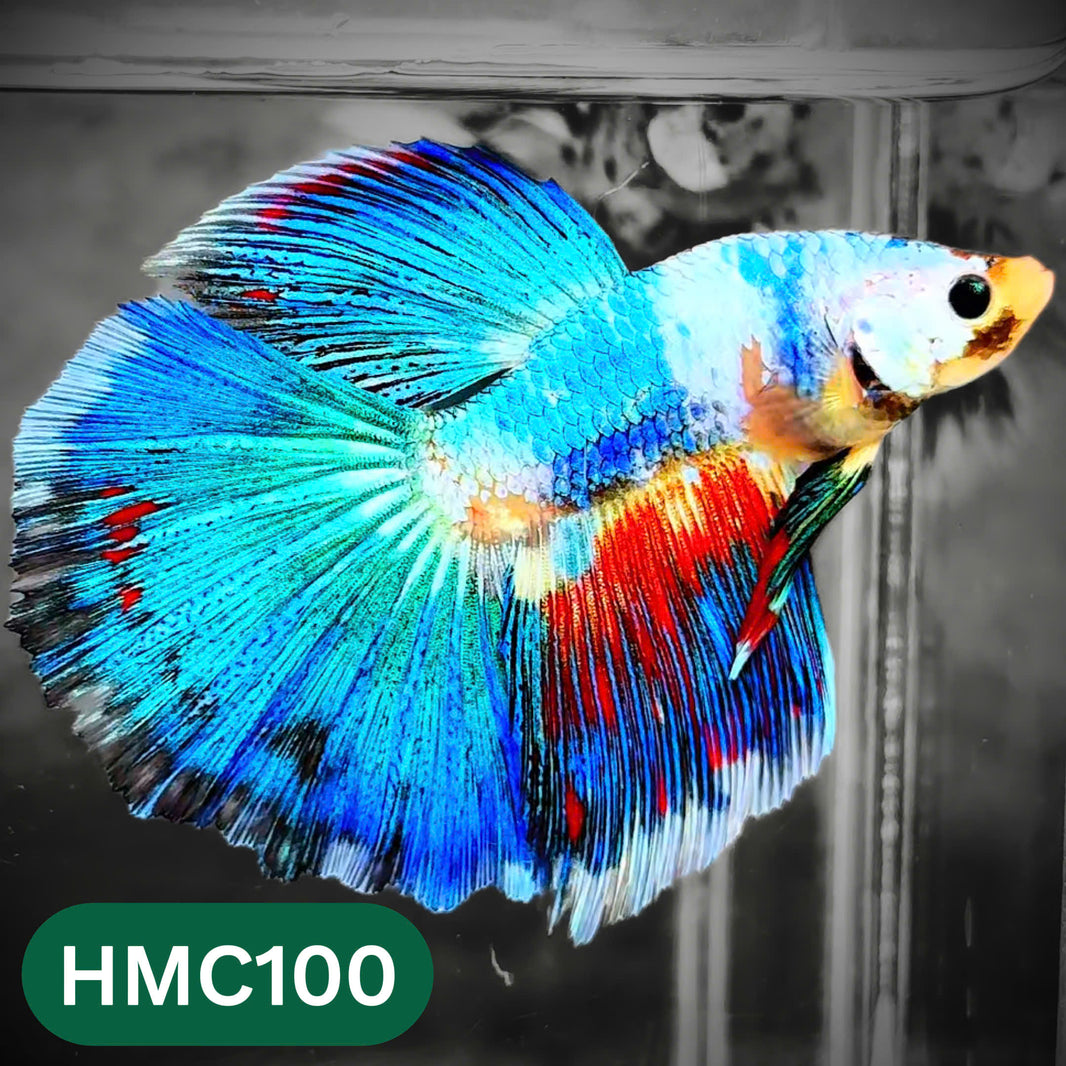 Multicolor Halfmoon Male Betta Fish | High Grade | Order Directly From ...