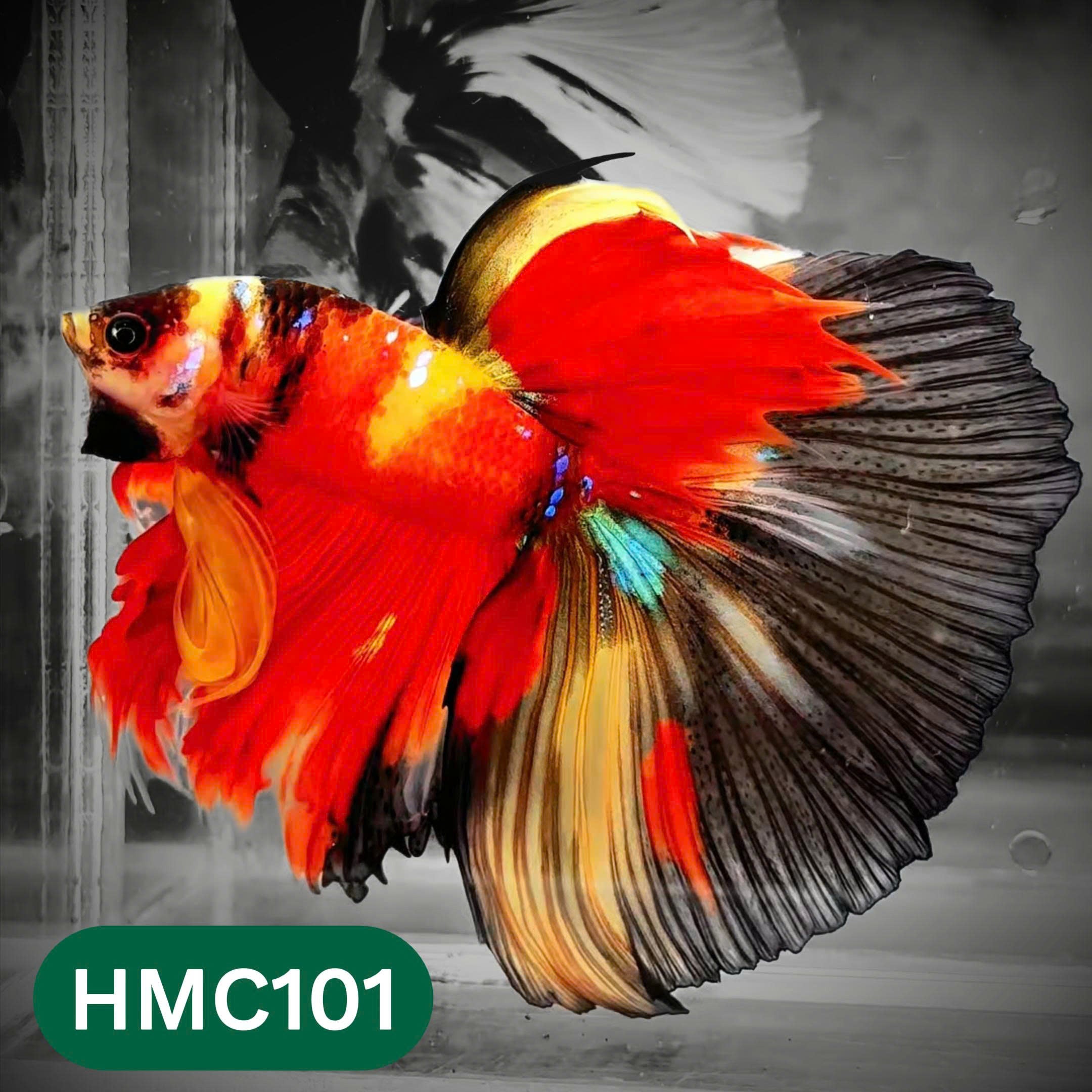 Multicolor Halfmoon Male Betta Fish | High Grade | Order Directly From Farm | You Pick Fish ...
