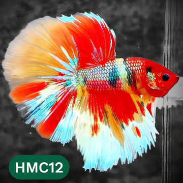 Male Betta Fish for Sale | Tropic Flow – Tropicflow