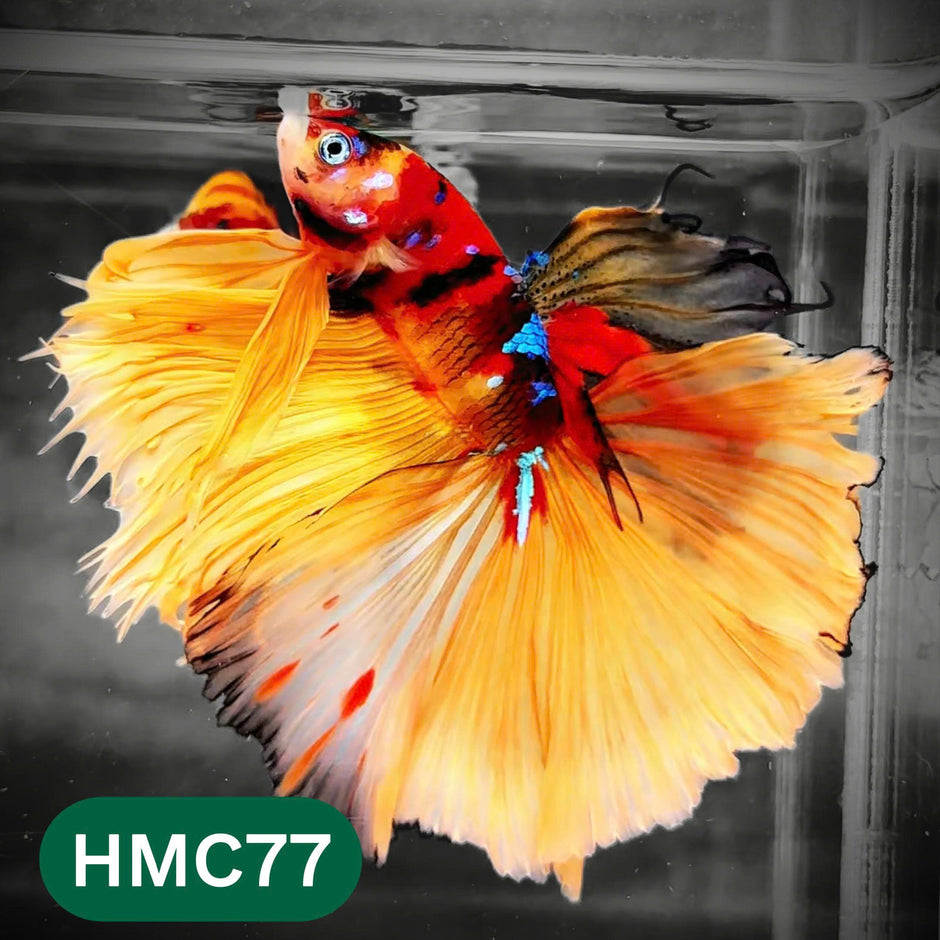 Exquisite Halfmoon Male Betta Fish - TropicFlow Collection – Tropicflow