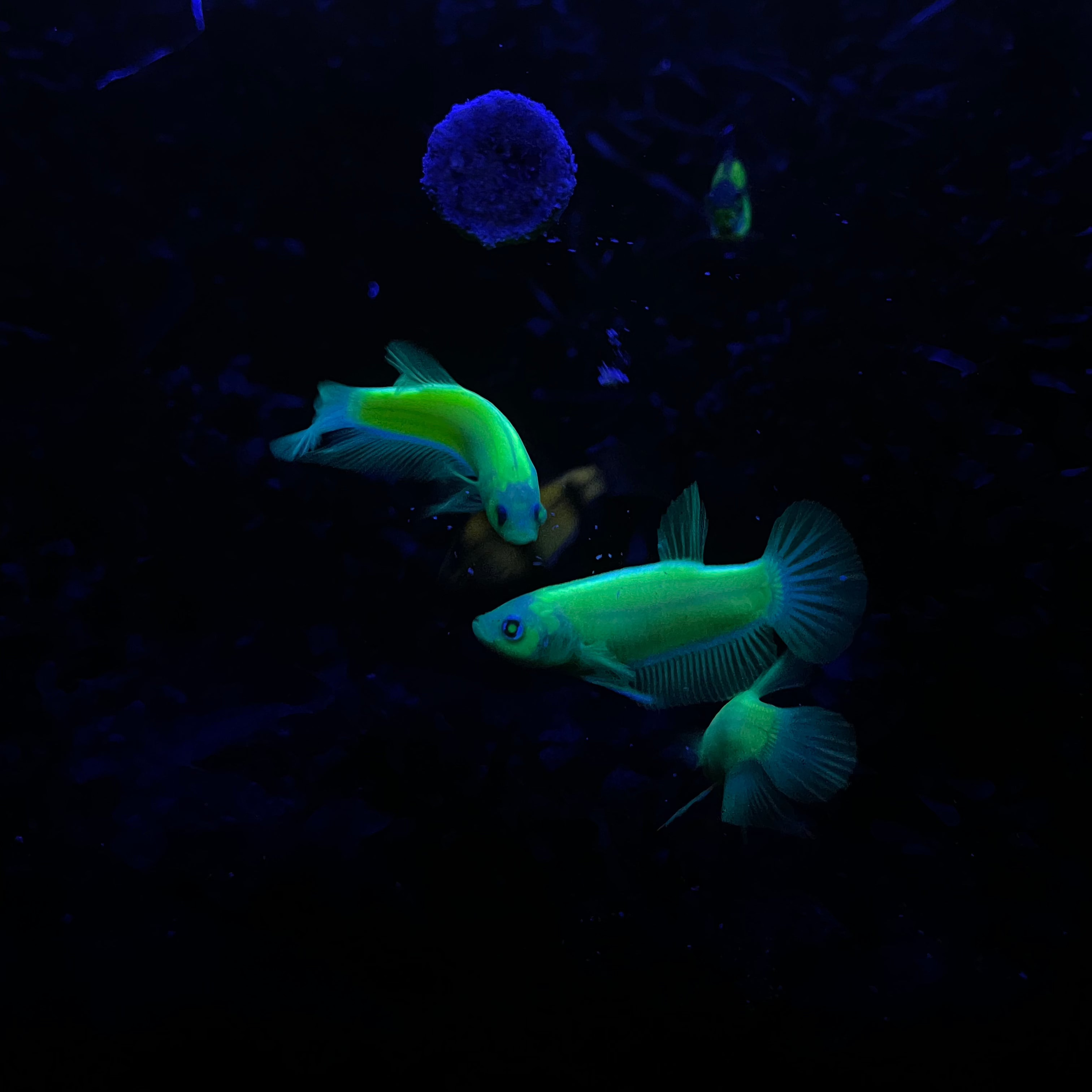 Pure Neon Female Betta Fish Sorority | Tropicflow