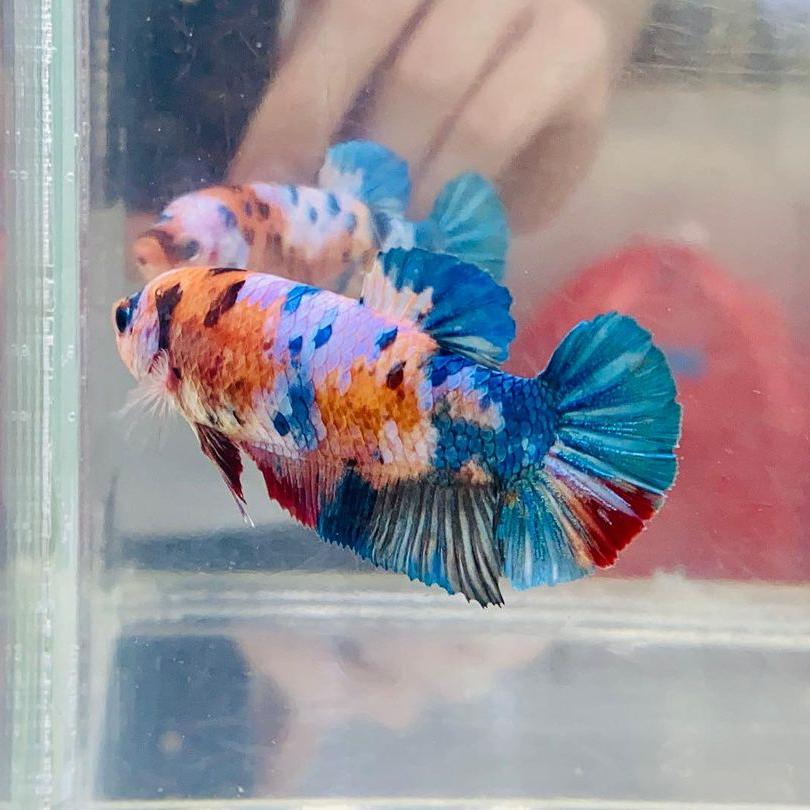 Giant Koi Nemo Female Betta Sorority | Peaceful & Vibrant Beauties ...