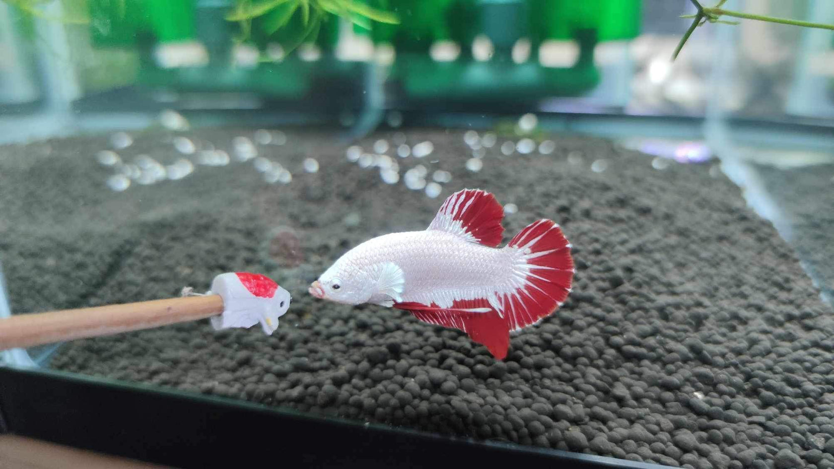 Tropicflow | Red Snow Dragon Plakat Male Betta Fish