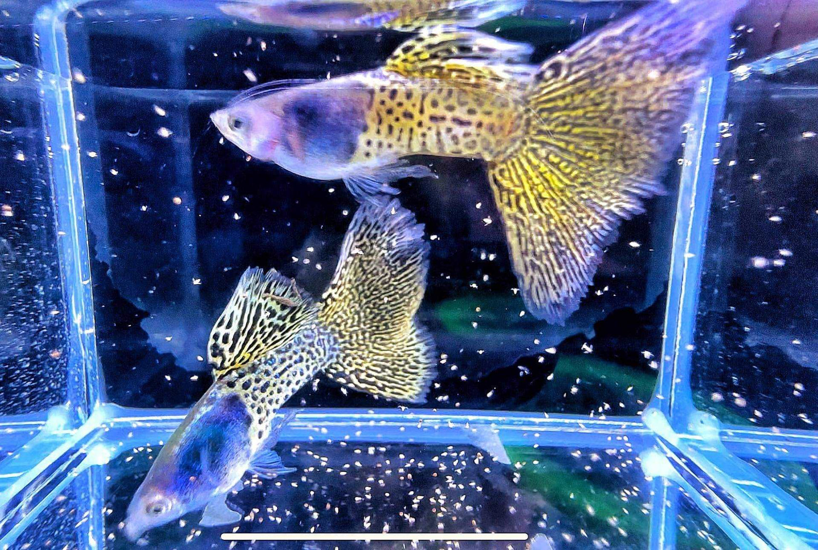 Tropicflow | Metal Yellow Lace Guppy Fish