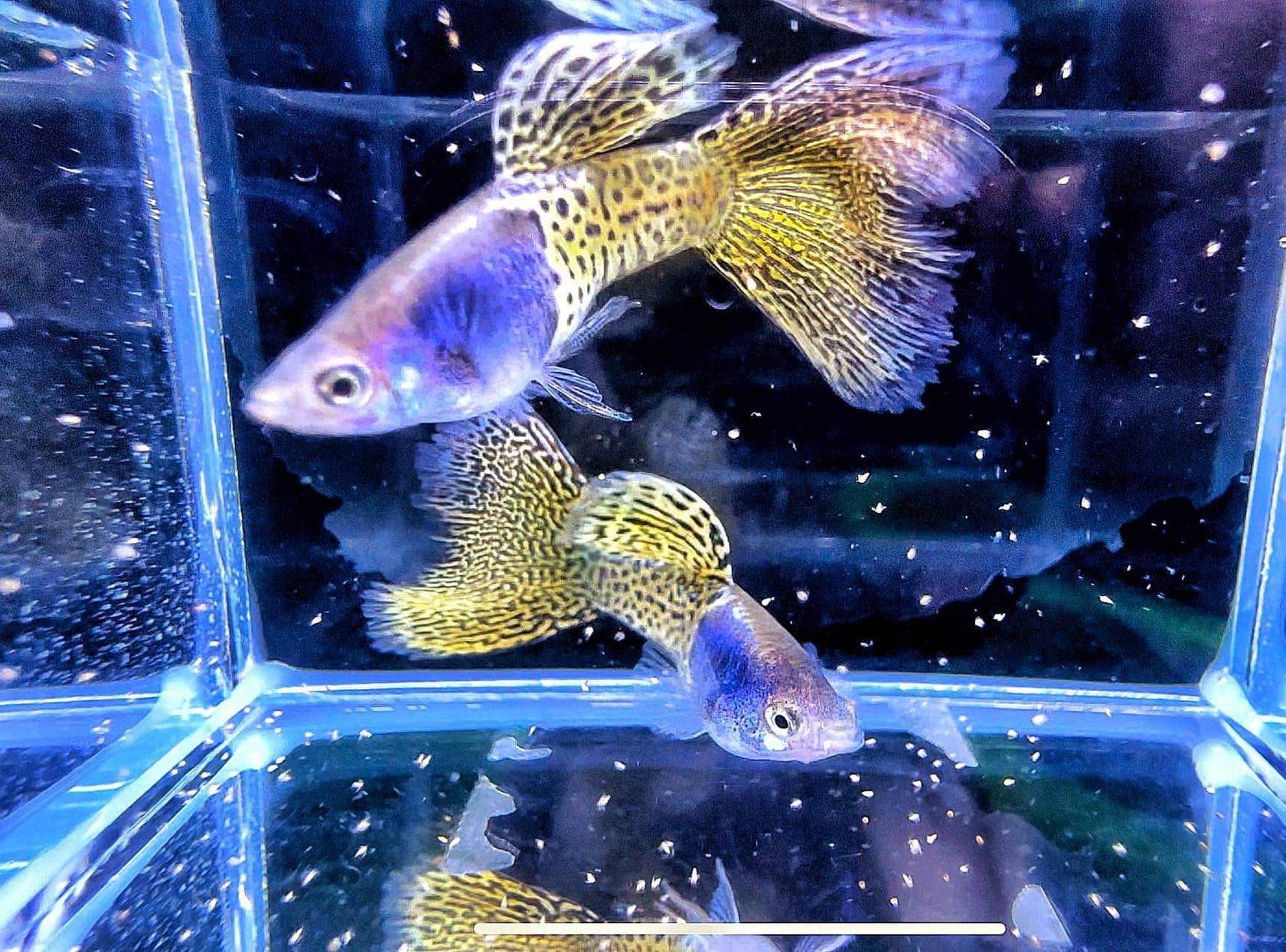 Tropicflow | Metal Yellow Lace Guppy Fish