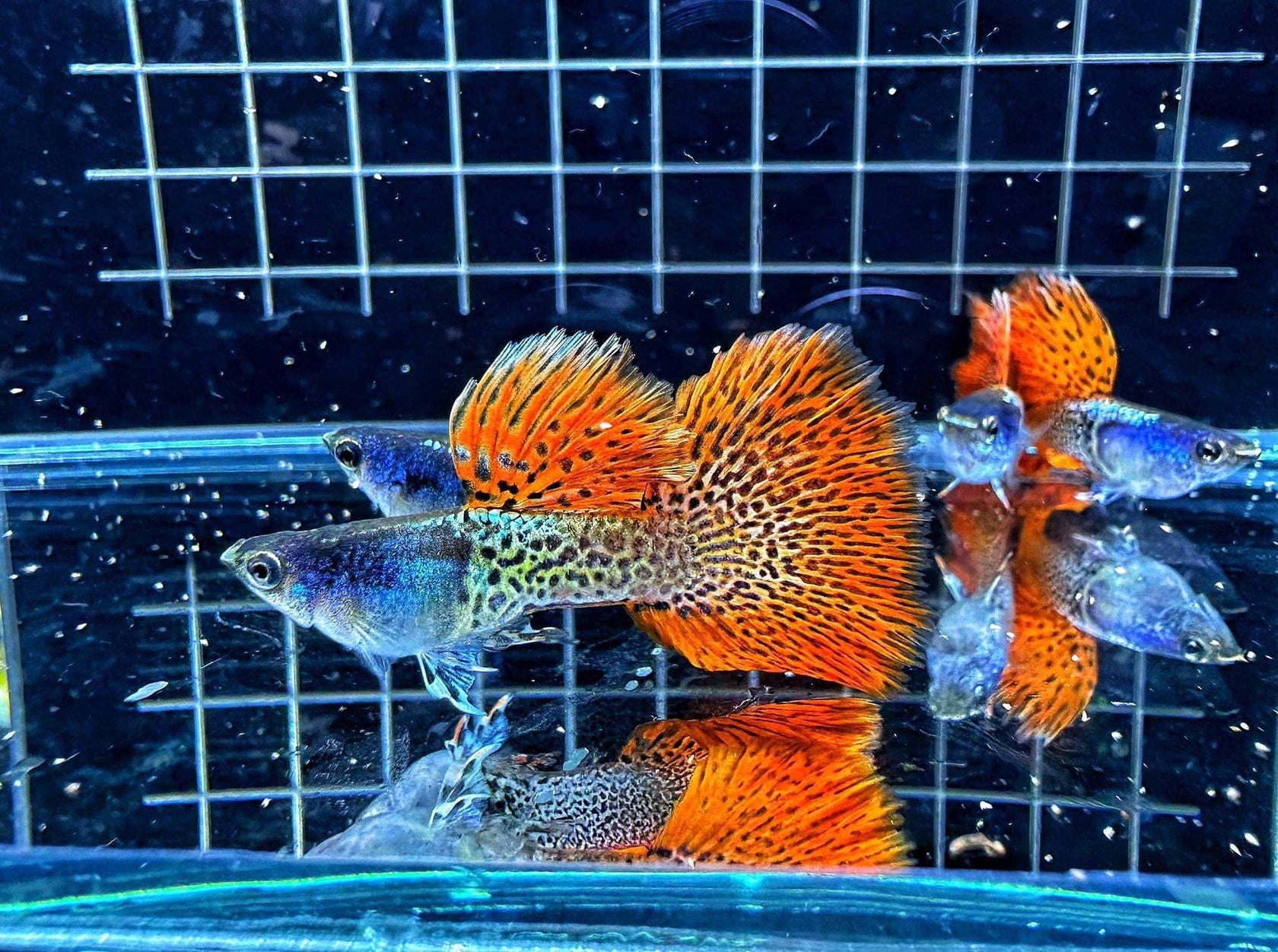 Tropicflow | Metal Red Lace Guppy Fish