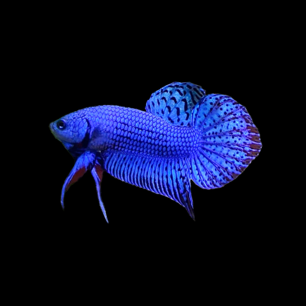 Tropicflow | Wild Alien Blue Male Betta Fish
