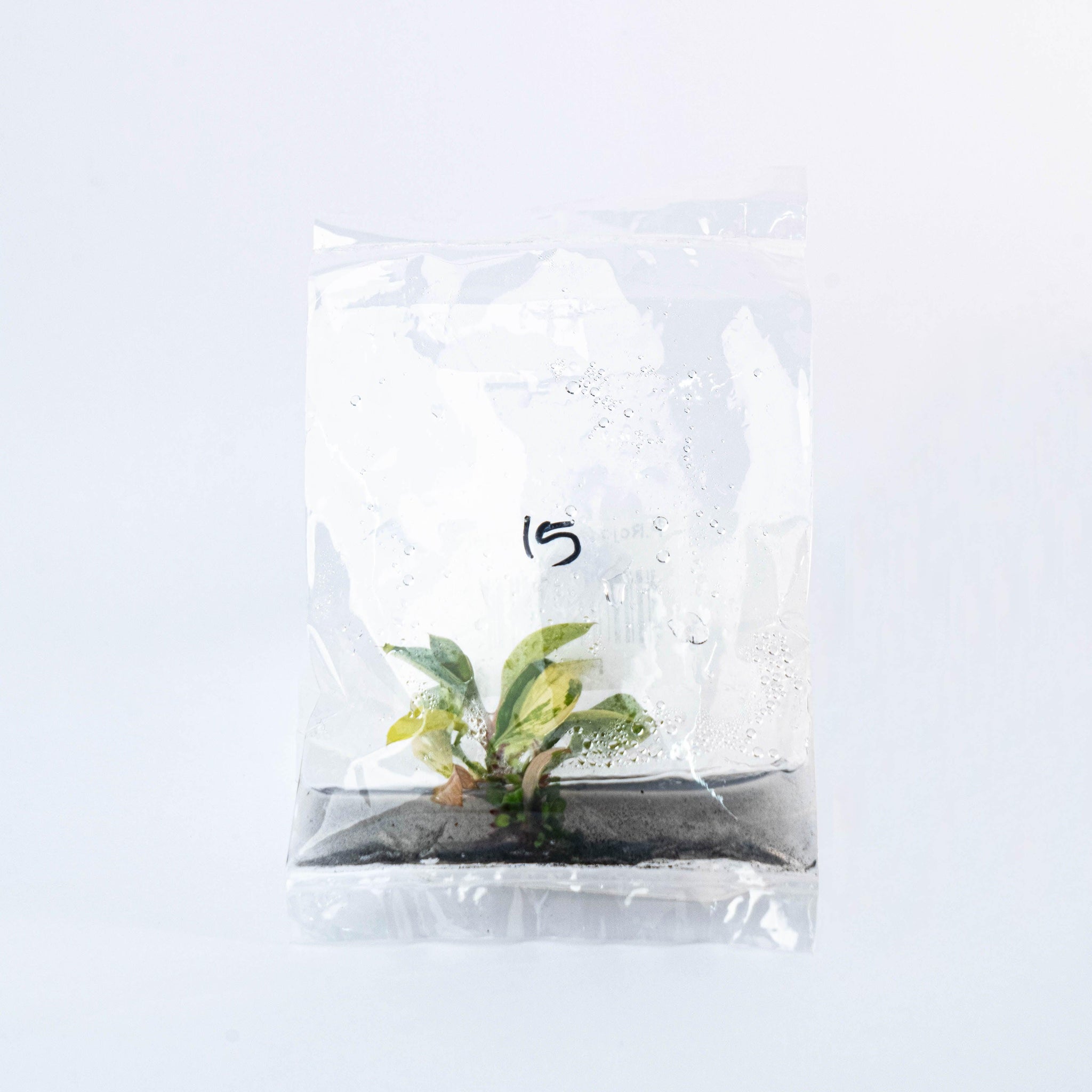 Shop Variegated Philodendrion Red Congo Tissue Culture Plant – Tropicflow