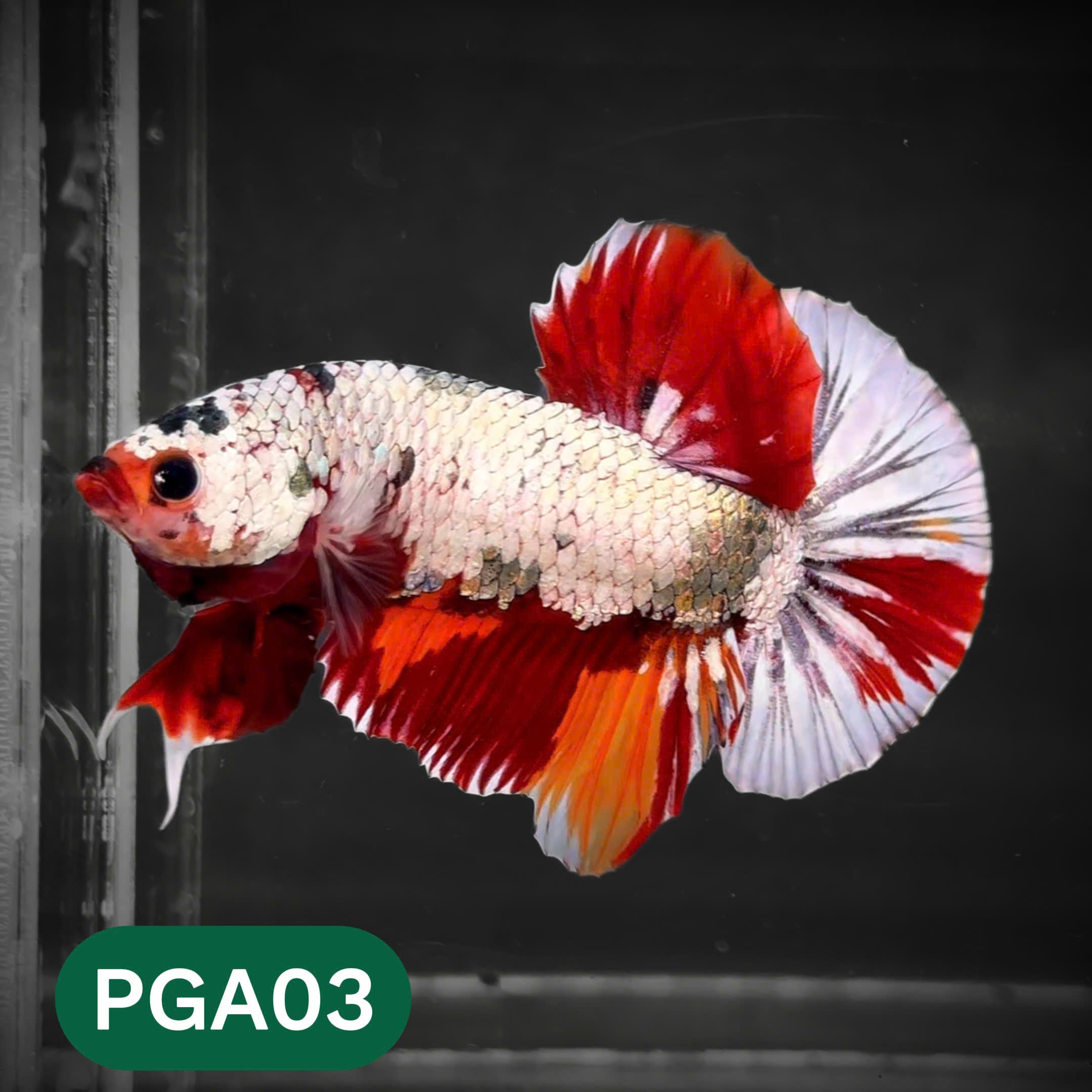 King Giant Plakat Male Betta Fish | You Pick Fish | High Grade - PGA 03