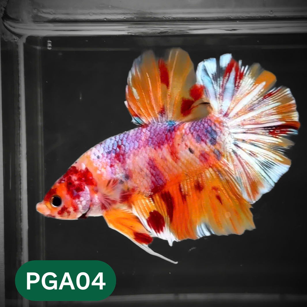 King Giant Plakat Male Betta Fish | You Pick Fish | High Grade - PGA 04