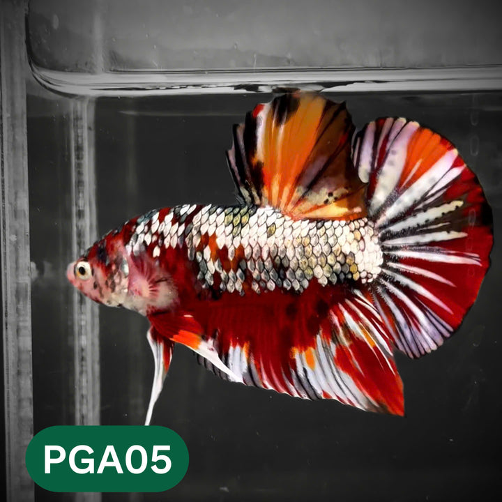 King Giant Plakat Male Betta Fish | You Pick Fish | High Grade - PGA 05 ...