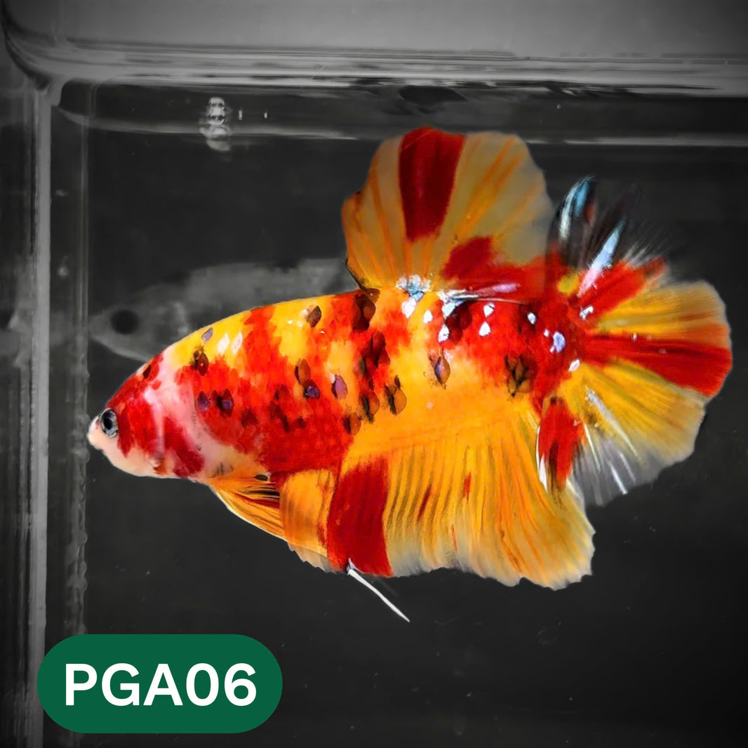 King Giant Plakat Male Betta Fish | You Pick Fish | High Grade - PGA 06